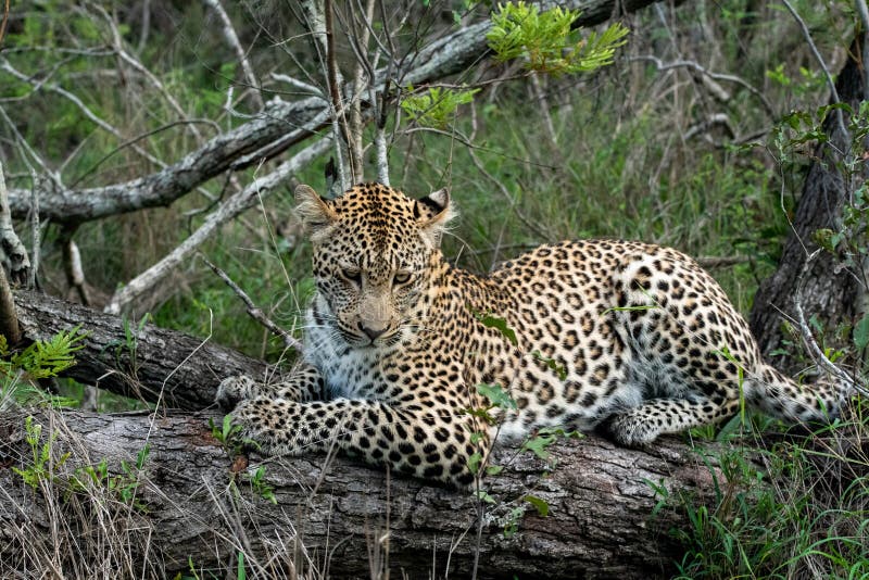 African Leopard in South Africa Stock Image - Image of panthera ...