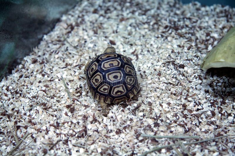 African Leopard Tortoise stock photo. Image of spot, amphibian - 617520