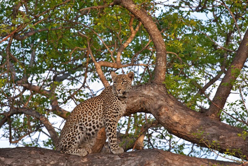 African leopard in tree stock image. Image of mammal - 18209973