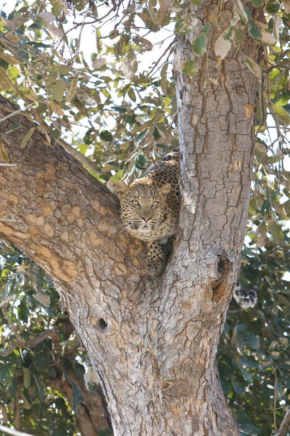 African leopard in tree stock image. Image of resting - 6207711