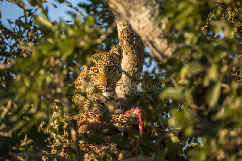 African leopard in a tree stock photo. Image of light - 123571772