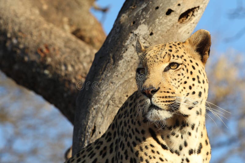 African Leopard in Tree Looking To Right Stock Photo - Image of park ...