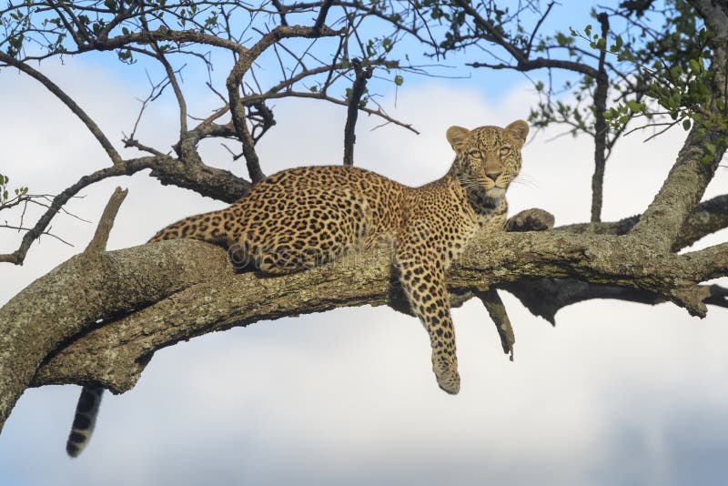 African Leopard in tree stock image. Image of lying - 226954759