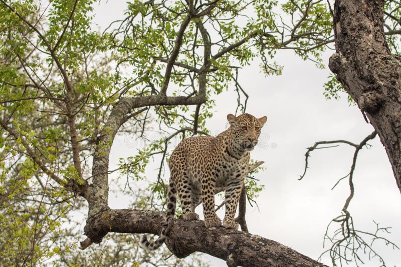 African leopard in a tree stock image. Image of pardus - 241266901