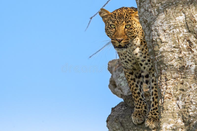 African Leopard on a Tree Trunk Stock Photo - Image of chobe, namibia ...