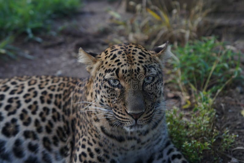 African Leopard in the Wild Stock Image - Image of savanna, forest ...