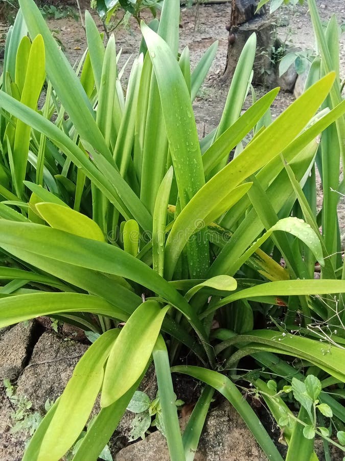 African Lilies the Leaves are Rope-shaped, Long and Roughand the Leaves ...