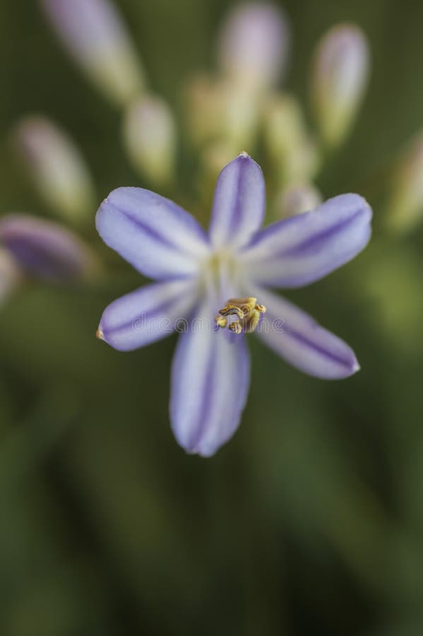 An African Lily Bloom . Macro Stock Image - Image of autumn, front ...