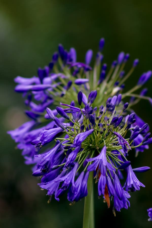 Agapanthus Double Blue Stock Photos - Free & Royalty-Free Stock Photos ...