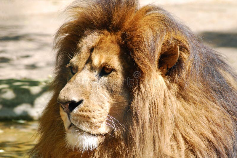 African Lion stock photo. Image of large, beauty, close - 12327210