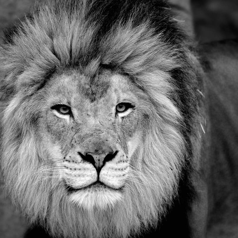 African lion portrait stock image. Image of portrait, stare - 3006743
