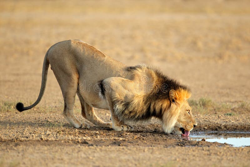 African lion drinking stock image. Image of face, safari - 19596417