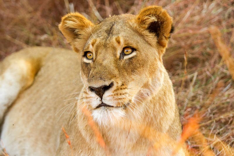 Lion Hiding in the Tall Grass Stock Image - Image of lioness, power ...