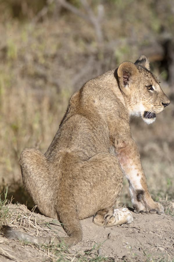 African lion junior stock photo. Image of africa, portrait - 8936098