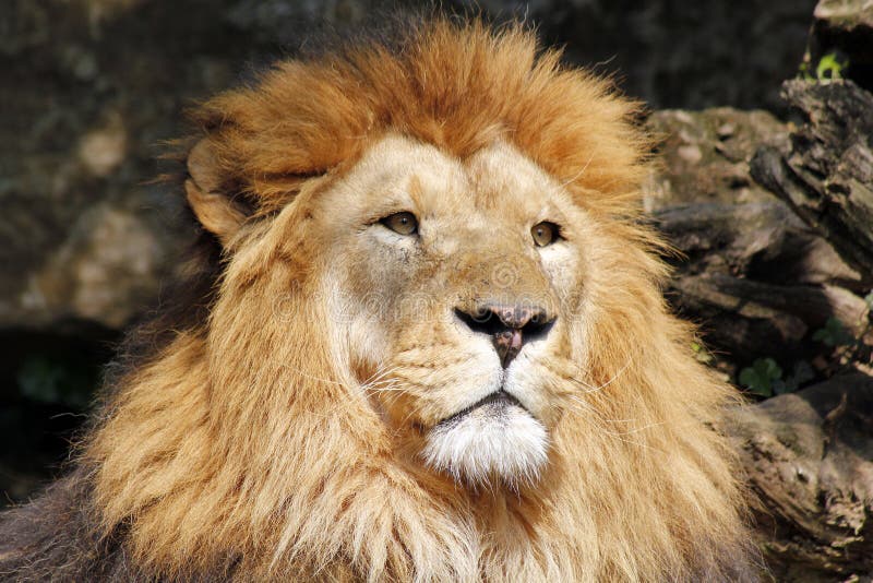 The African Lion King of the Beasts Stock Image - Image of eyes, pride ...