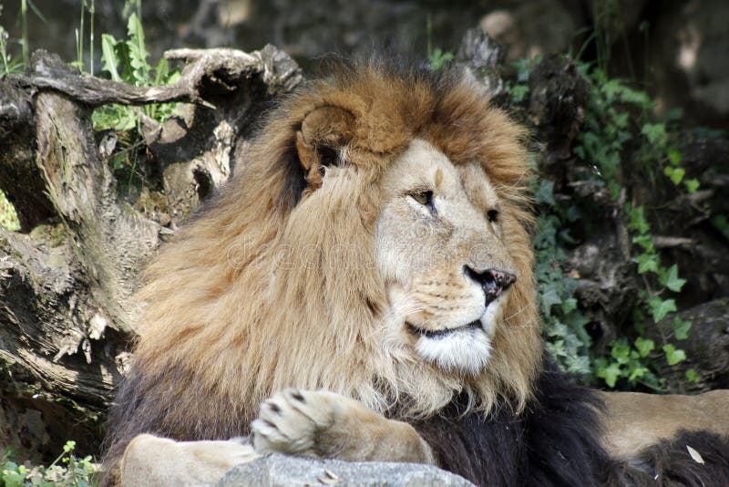 The African Lion King of the Beasts Stock Photo - Image of african ...