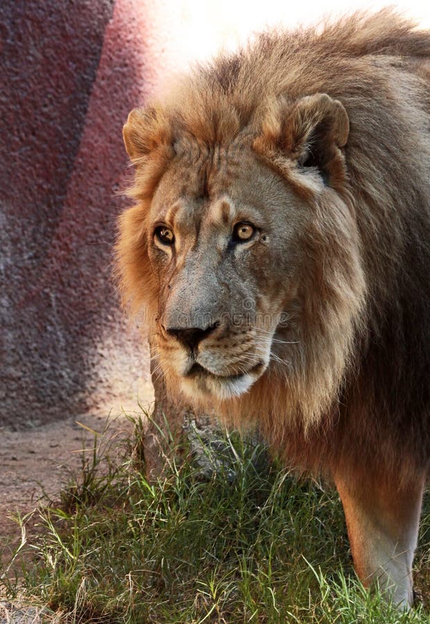 African Lion stock photo. Image of left, carnivore, intense - 46856000