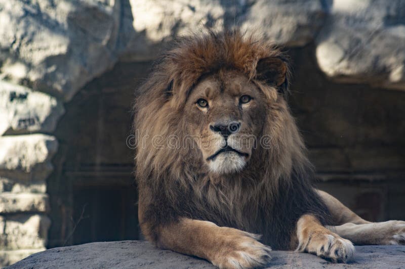 An African Lion with a Large Thick Mane Lies on a Stone Stock Image ...