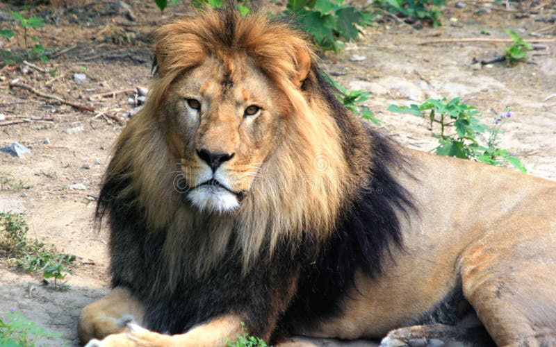 178 Congo Lion Stock Photos - Free & Royalty-Free Stock Photos from ...