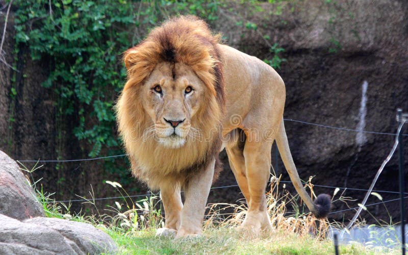 178 Congo Lion Stock Photos - Free & Royalty-Free Stock Photos from ...