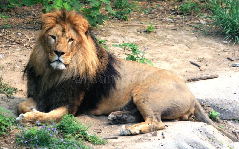 178 Congo Lion Stock Photos - Free & Royalty-Free Stock Photos from ...