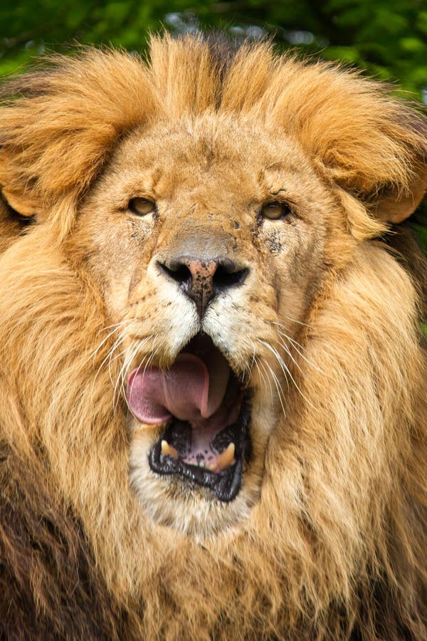 Male Lion Licking Lips stock photo. Image of lick, portrait - 36369396