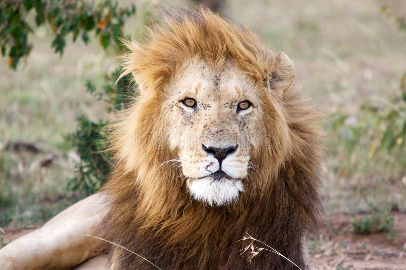 African Lion (Panthera Leo) Stock Photo - Image of animal, tourism ...