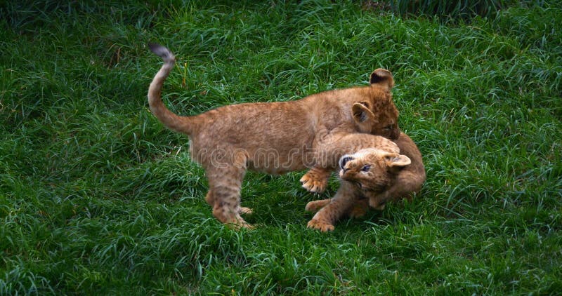 African Lion, Panthera Leo, Cub Playing Stock Photo - Image of movement ...