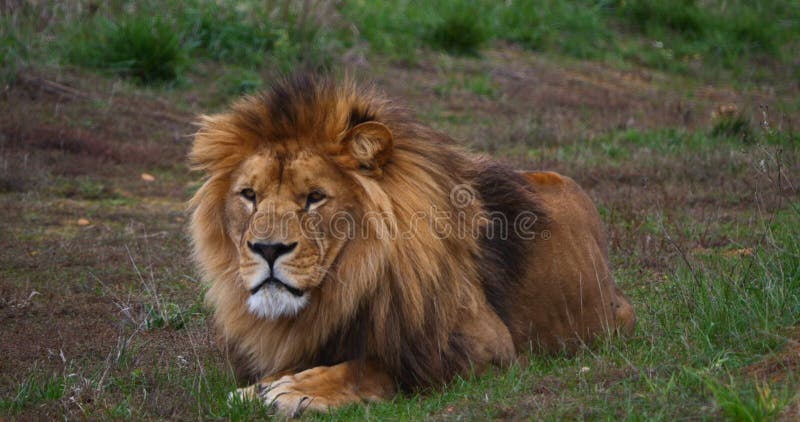 African Lion, Panthera Leo, Male with a Nice Mane Stock Image - Image ...