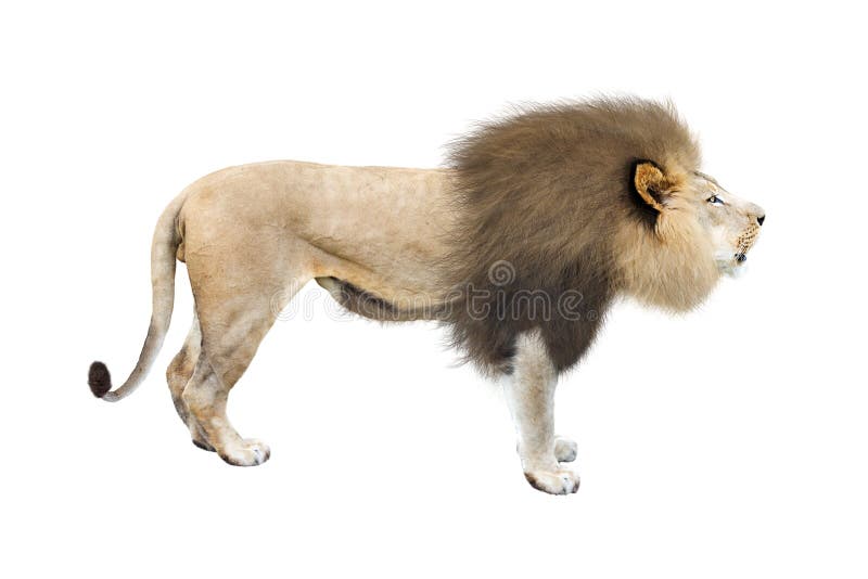 African Lion Profile Isolated on White Stock Image - Image of african ...