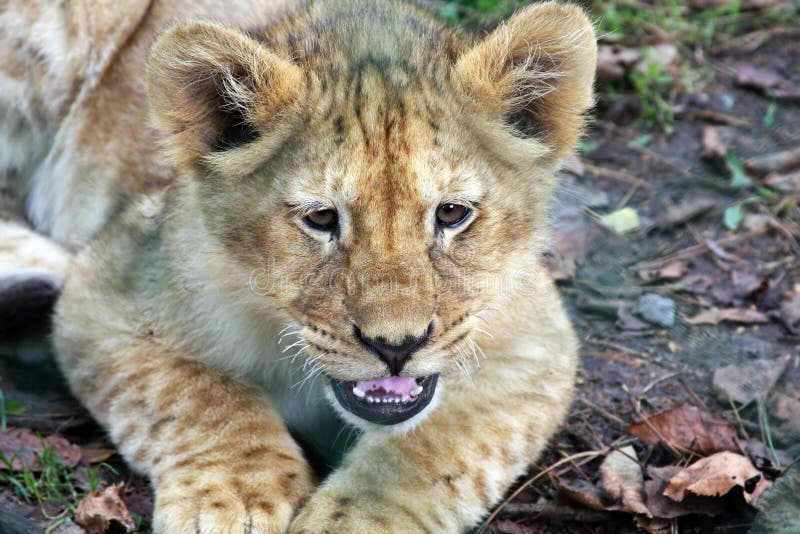 African lion pup stock photo. Image of mammal, nature - 17197706