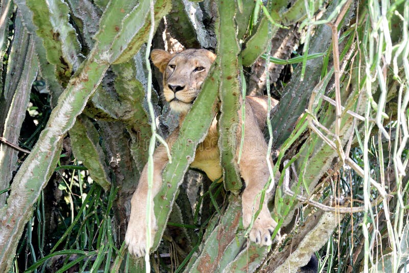 African Lion, Queen Elizabeth National Park, Uganda Stock Image - Image ...