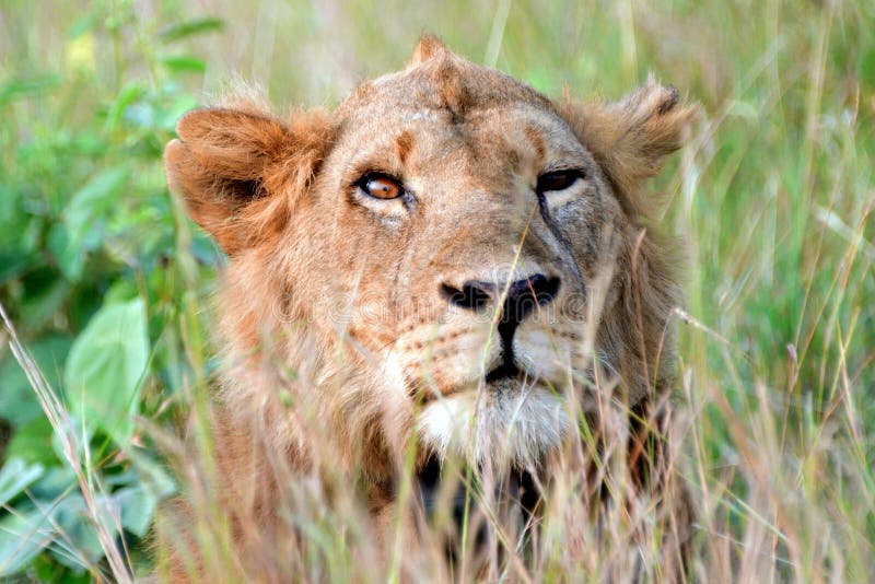 African Lion, Queen Elizabeth National Park, Uganda Stock Photo - Image ...