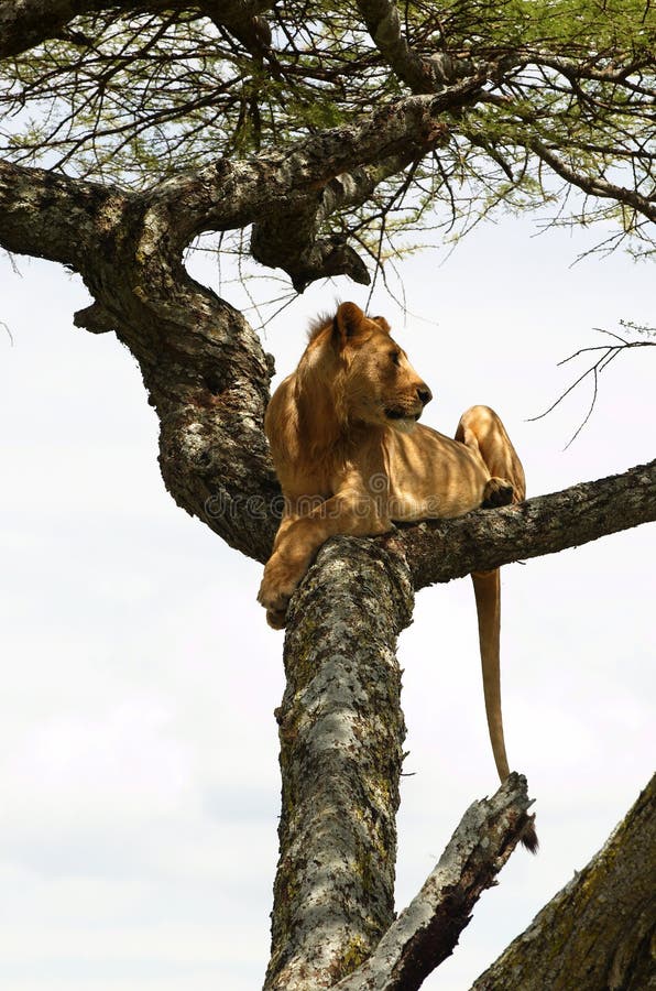 African Lion Resting on the Tree Stock Image - Image of reserve, africa ...