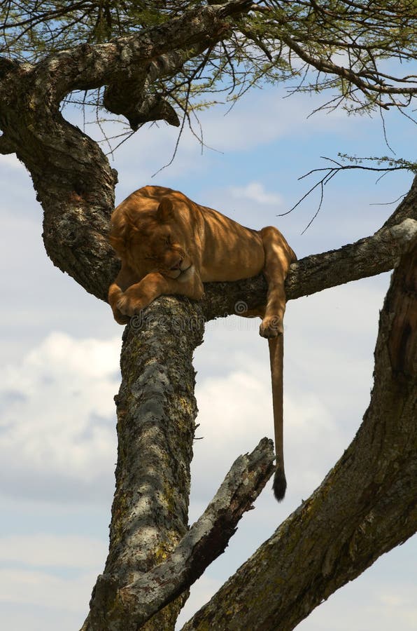 African Lion Resting on the Tree Stock Image - Image of large, reserve ...
