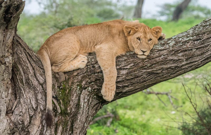 African Lion in tree stock photo. Image of wildlife - 120677448