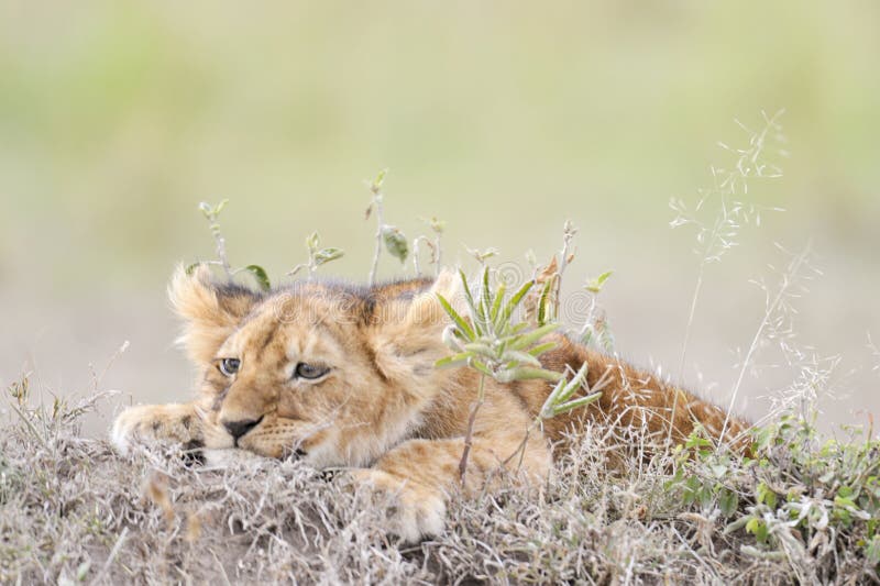 African lion s whelp stock photo. Image of kenya, carnivore - 11768520