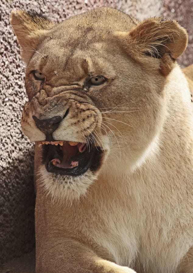 African Lion stock photo. Image of carnivore, buckskinman - 46654358
