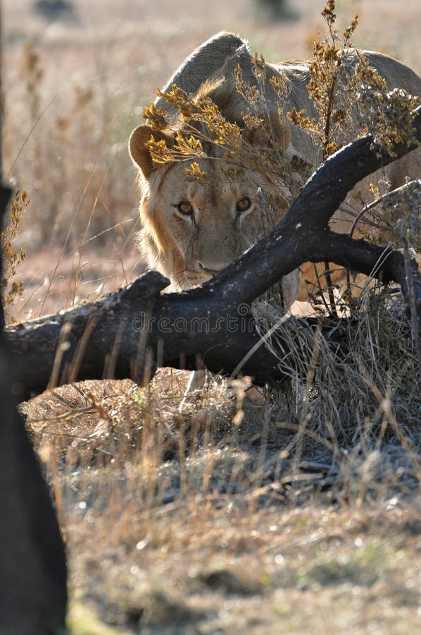 African Lion Stalking Photographer Stock Photo - Image of safari, tooth ...