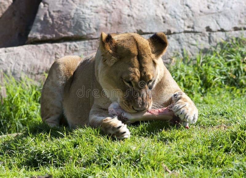 Lioness stock photo. Image of reserve, panther, fauna - 13240698
