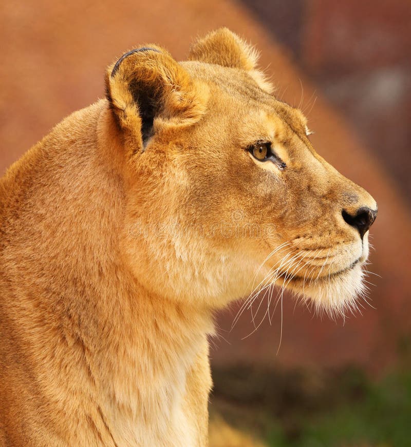 Lioness Face Side