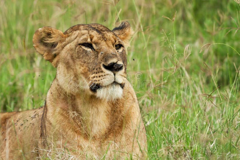 African Lioness stock photo. Image of animal, natural - 21347126
