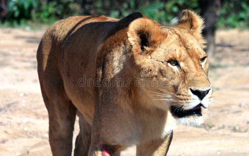 155 Simba Hunting Stock Photos - Free & Royalty-Free Stock Photos from ...