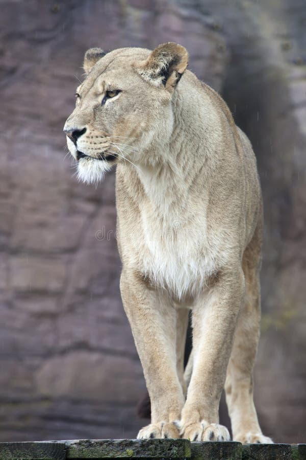 African Lioness stock image. Image of wildlife, african - 54405381