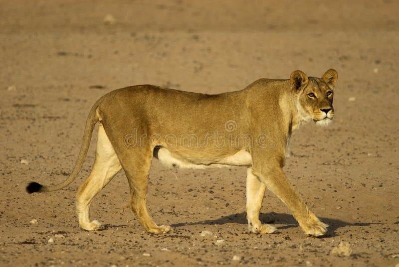 African Lioness