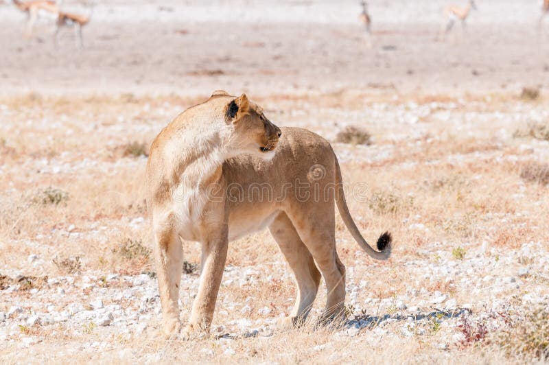 African Lioness Standing and Looking Back Stock Photo - Image of ...