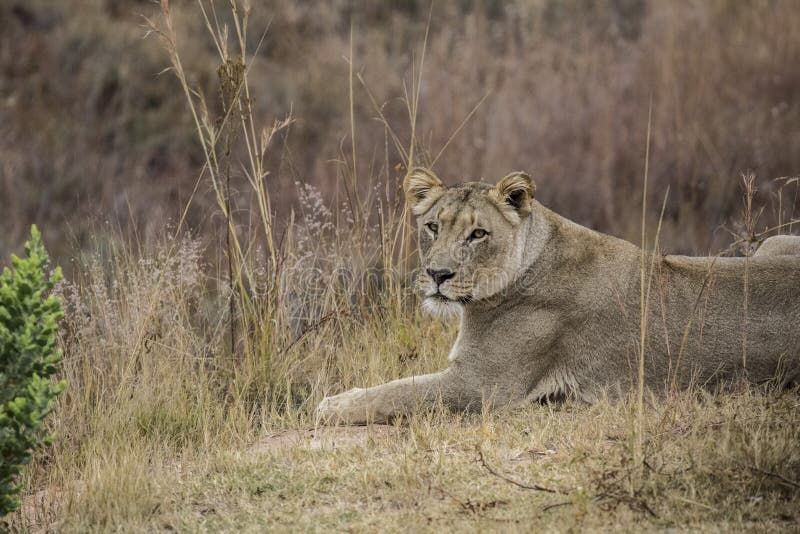African lioness stock image. Image of reserve, mane, animal - 41498661