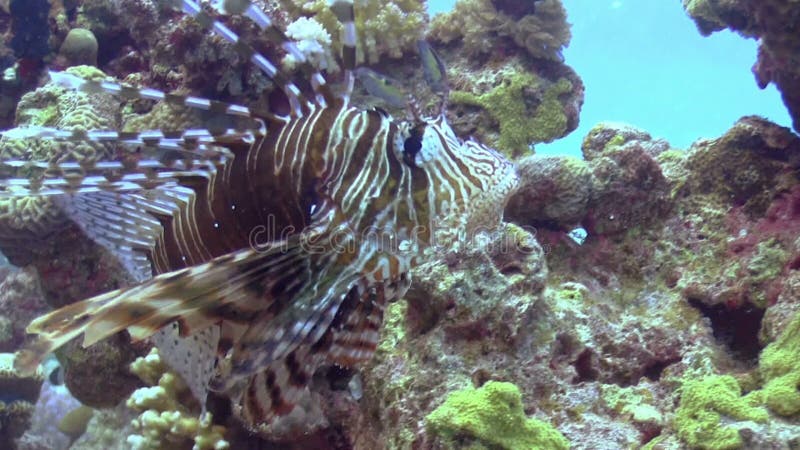 African Lionfish on Coral Reef Stock Video - Video of deep, scuba: 34950652