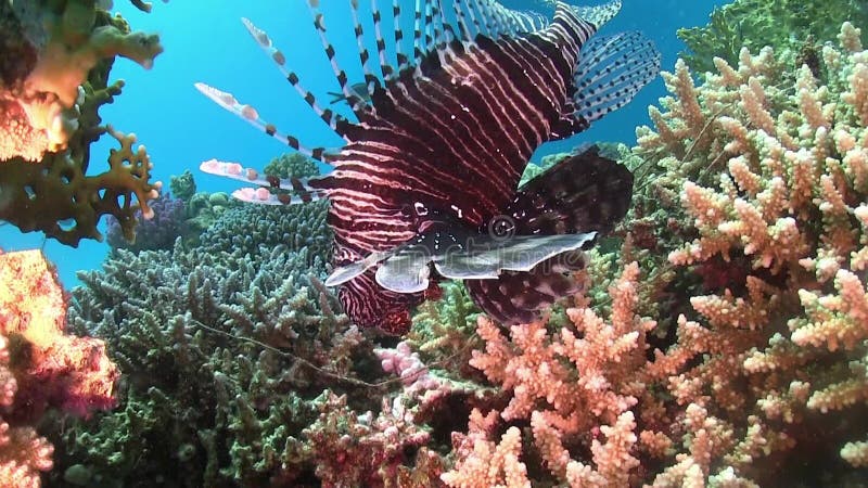 African Lionfish on Coral Reef Stock Footage - Video of vibrant, coral ...