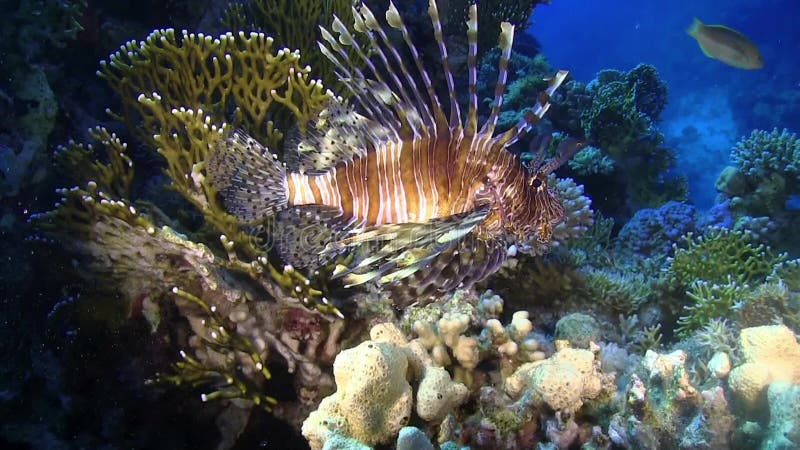 African Lionfish on Coral Reef Stock Footage - Video of egypt, blue ...